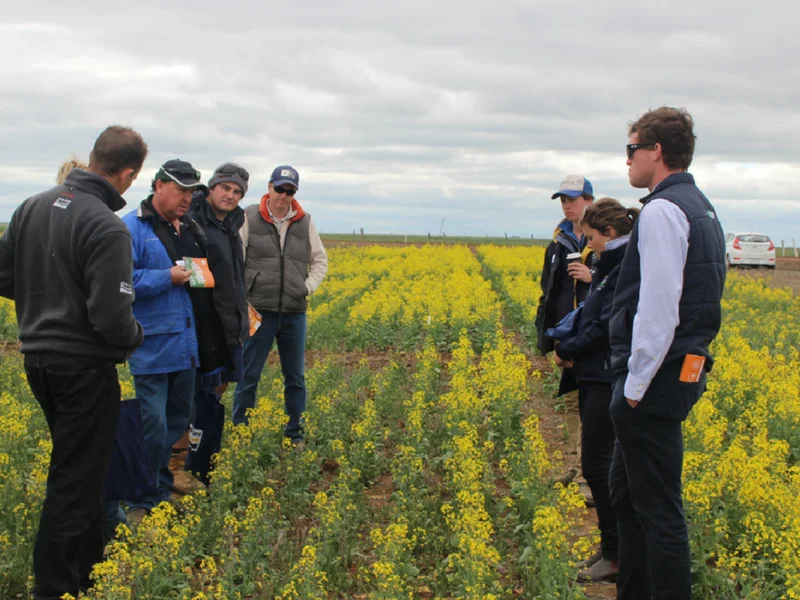 Managing volunteer canola | Birchip Cropping Group