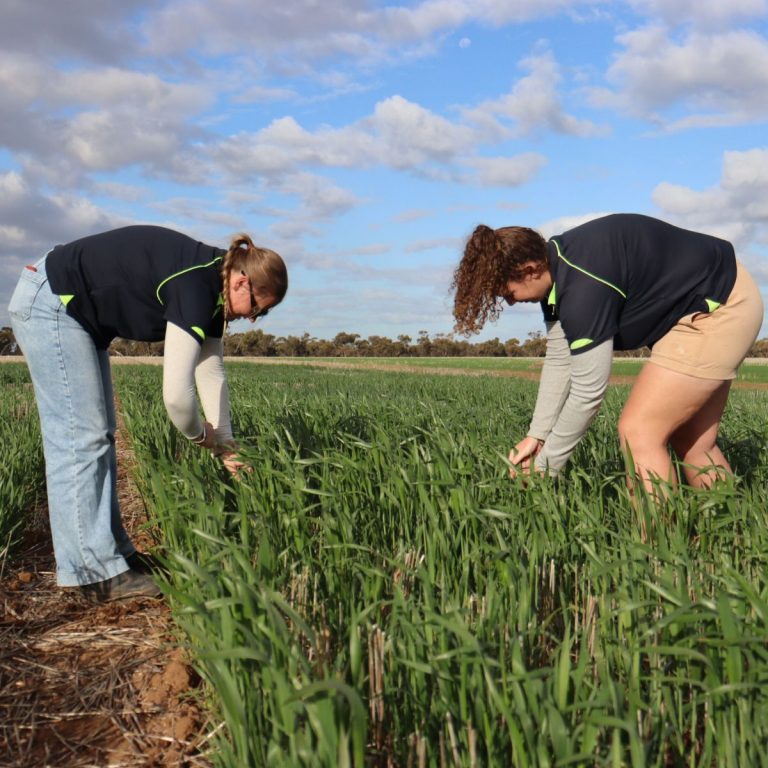 Latest variety trial data to guide grower decisions at BCG Main Field ...