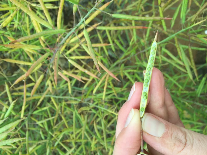 Managing volunteer canola | Birchip Cropping Group