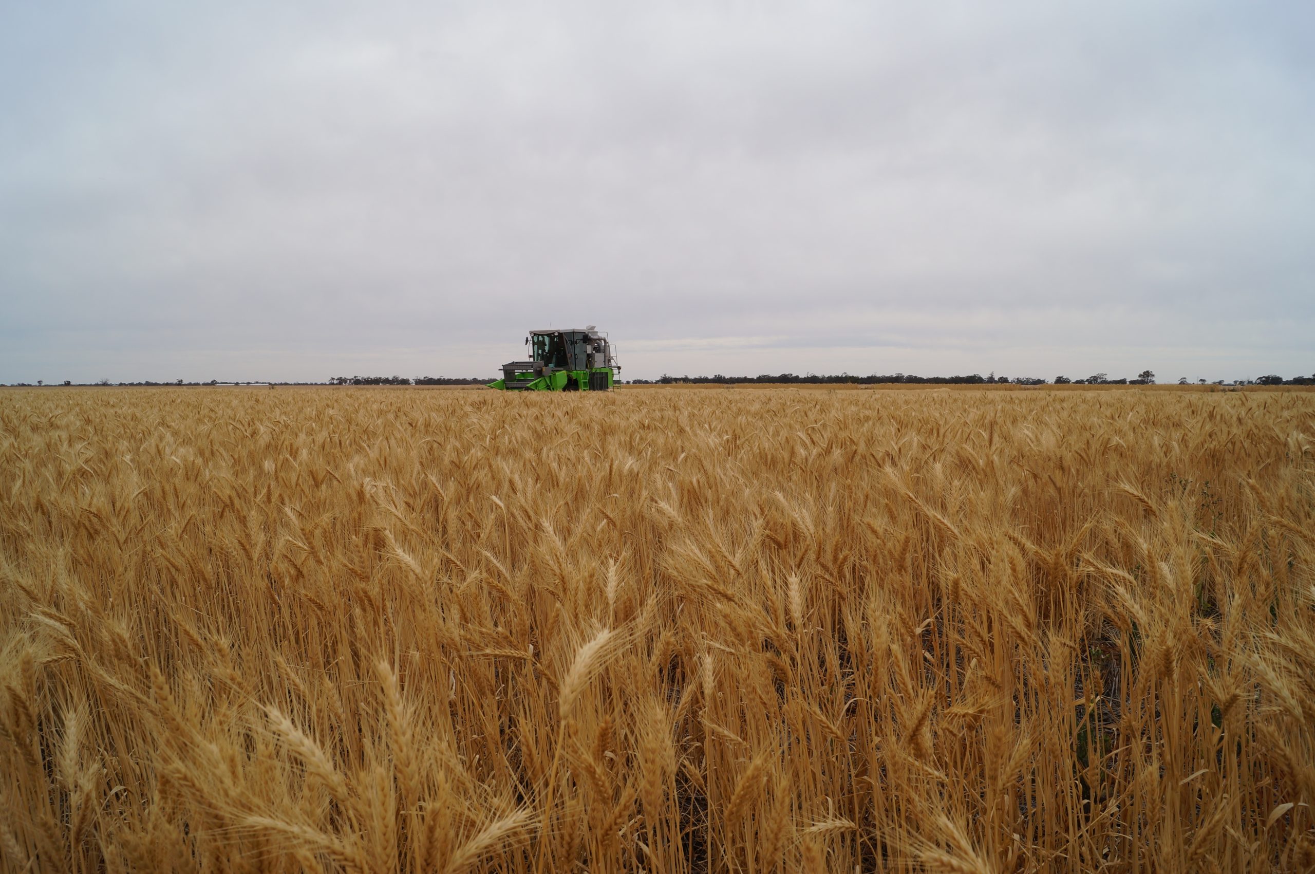 Early sowing of wheat | Birchip Cropping Group