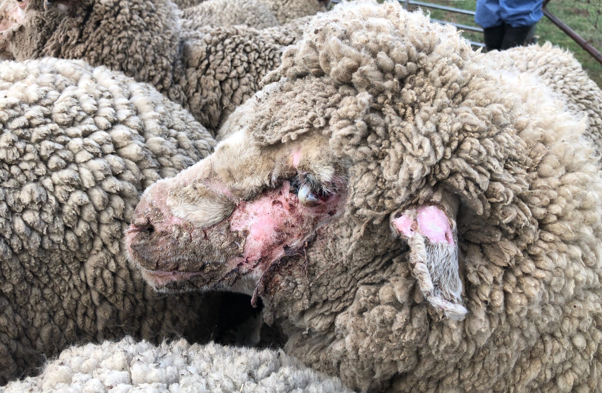 Photosensitisation in sheep | Birchip Cropping Group