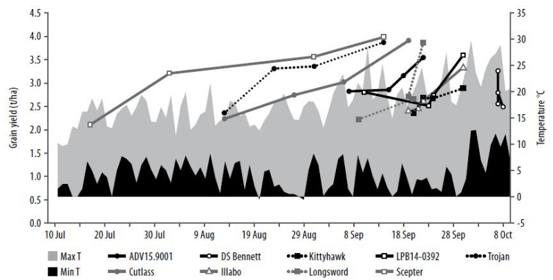 Managing early sown wheat in a dry season | Birchip Cropping Group