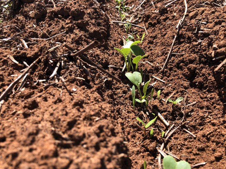 Summer cropping update | Birchip Cropping Group