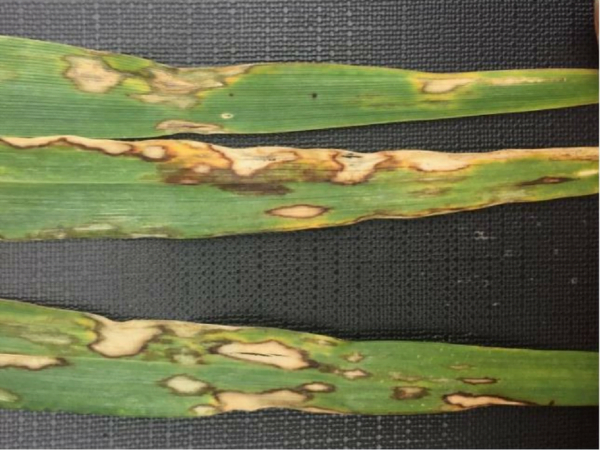 BCG Special Technical Bulletin - Cereal pests and diseases | Birchip ...