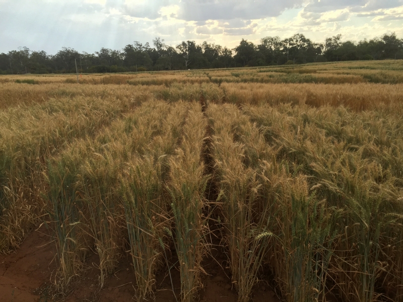 Pre-harvest sprouting in wheat and barley | Birchip Cropping Group