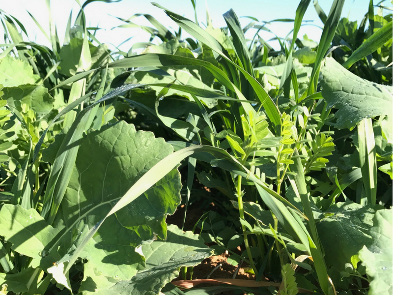 Maximising forage production with different crop species | Birchip ...