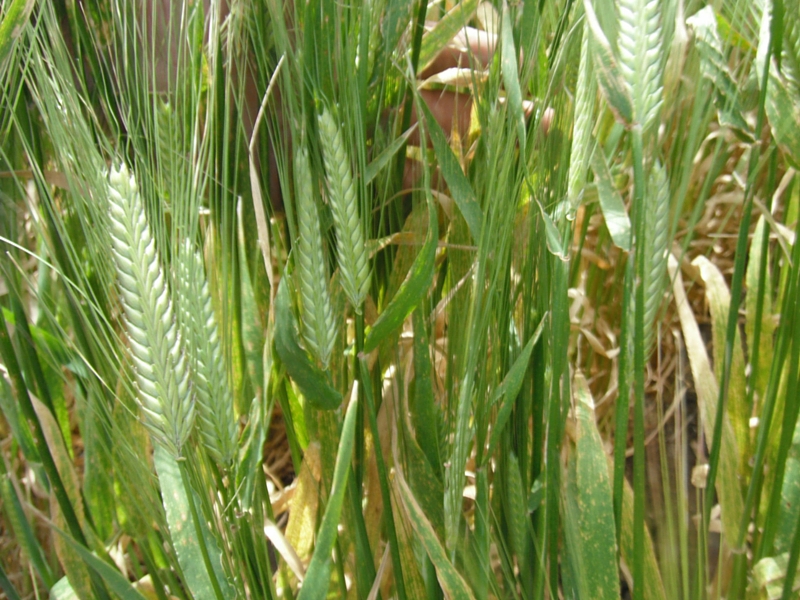 Managing leaf rust in barley | Birchip Cropping Group