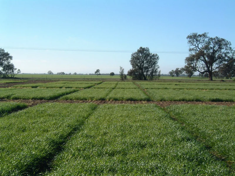 Farm research results revealed | Birchip Cropping Group