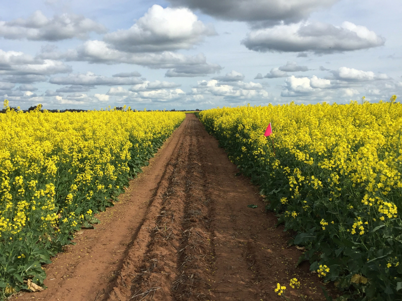 Canola Varieties | Birchip Cropping Group