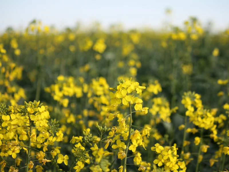 Managing volunteer canola | Birchip Cropping Group
