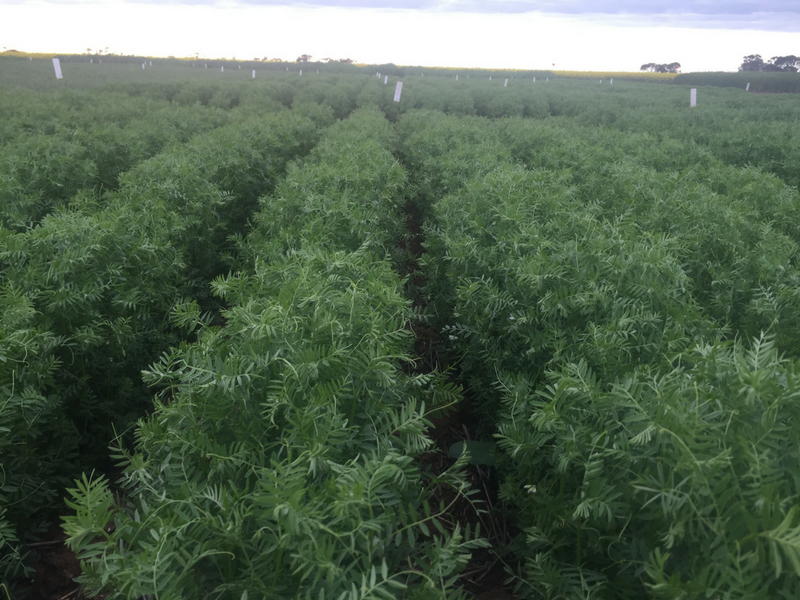 Vetch Termination: Impact on the Following Wheat Crop | Birchip ...