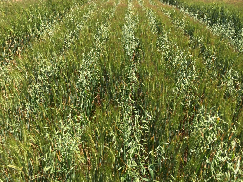 Using barley cultivars for non-herbicide control of grass weeds ...