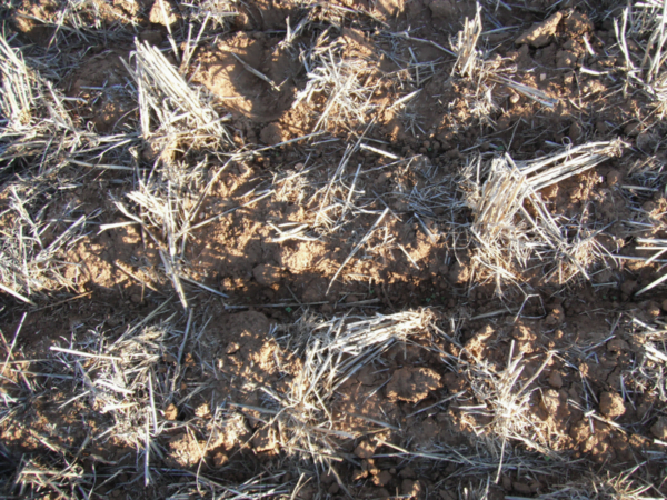 Harvesting canola - windrow versus direct head | Birchip Cropping Group