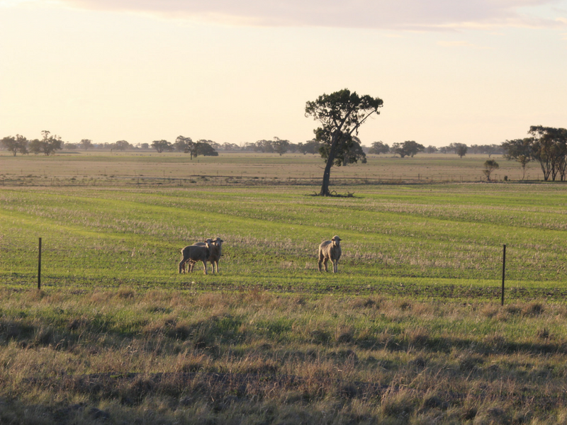 Filling the Feed Gaps: Pasture Varieties in 2013 | Birchip Cropping Group