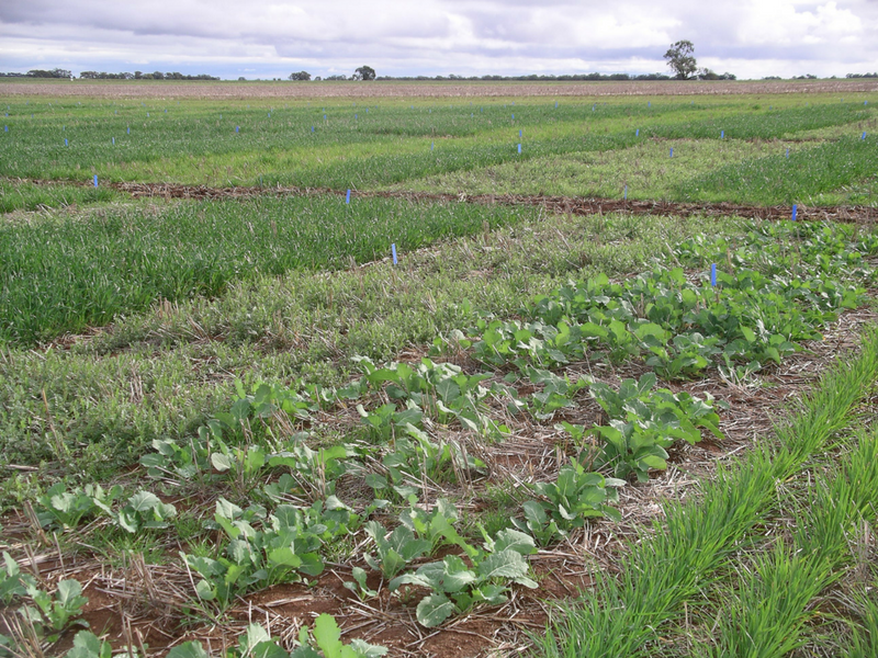 Emerging Forage Legume Varieties | Birchip Cropping Group