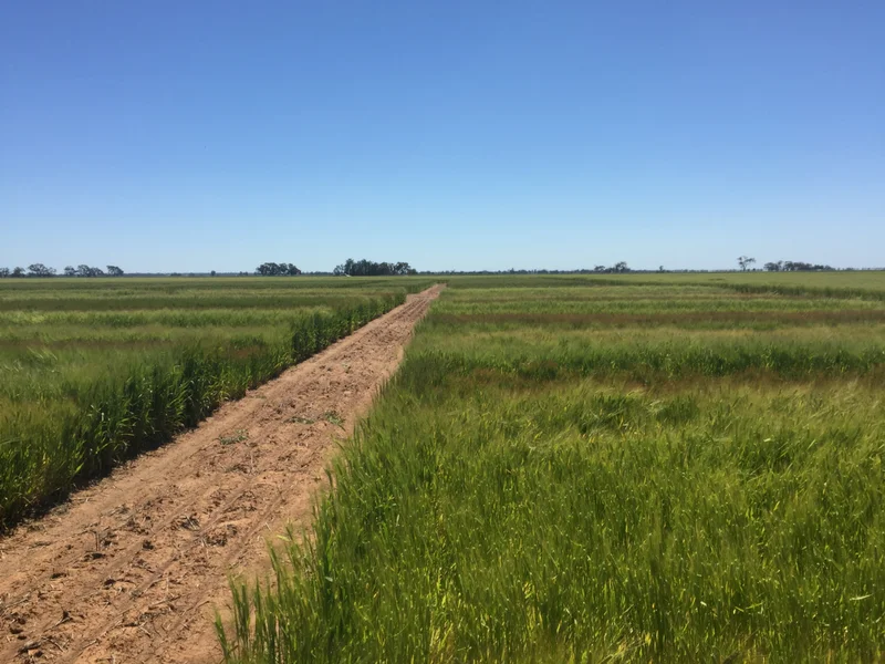 Pasture mixes for early feed and hay | Birchip Cropping Group