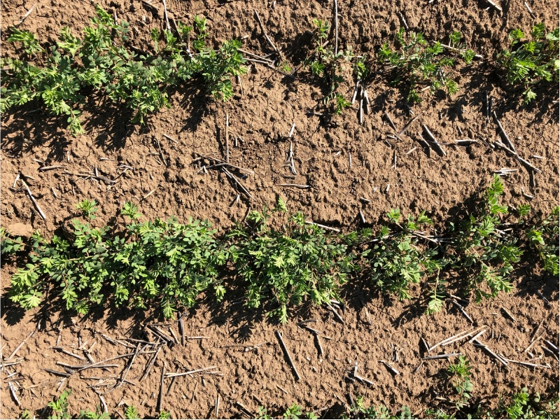 Lentil tolerance to Brodal Options | Birchip Cropping Group