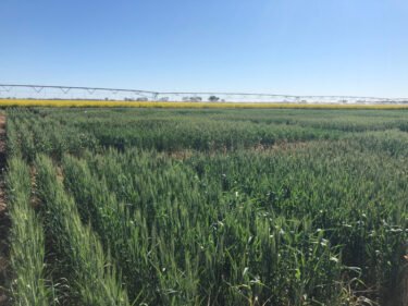 Understanding the true impact of heat stress in wheat | Birchip ...