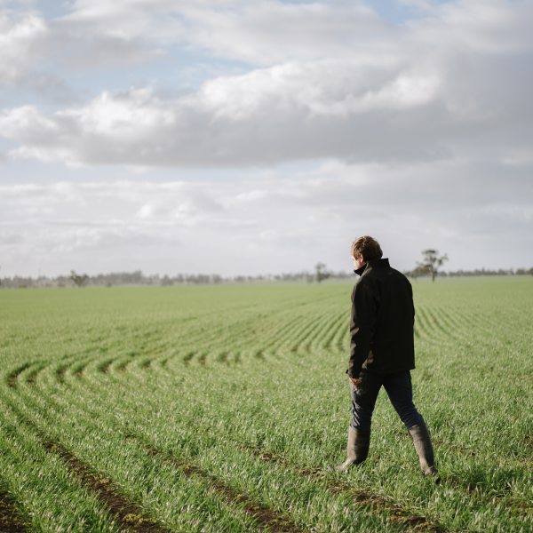 Summer mineralisation of Nitrogen | Birchip Cropping Group