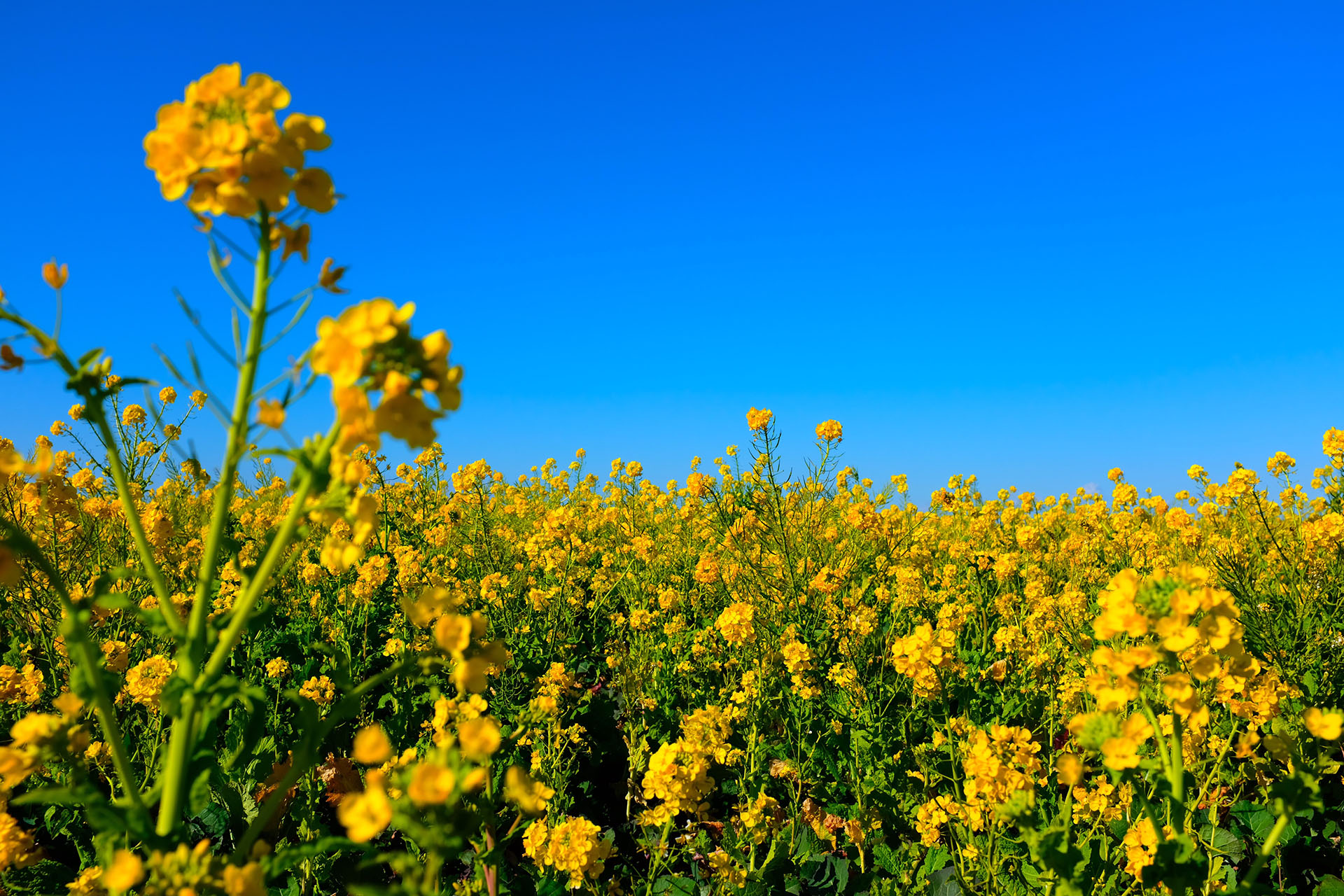 Canola Variety Summary in the Mallee, Wimmera and North Central NVT ...