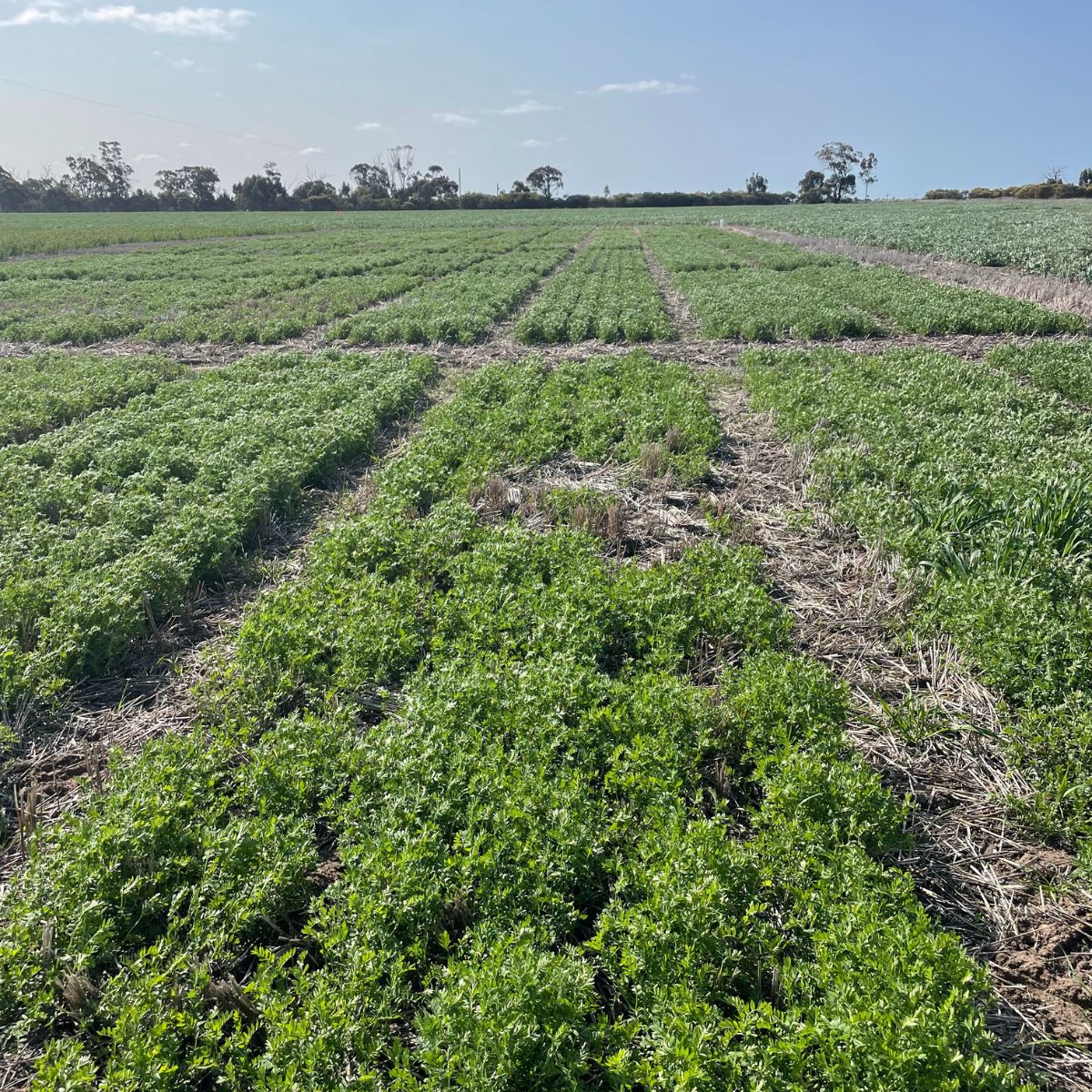 Chick Pea and Lupin Varieties in the Mallee and Wimmera | Birchip ...