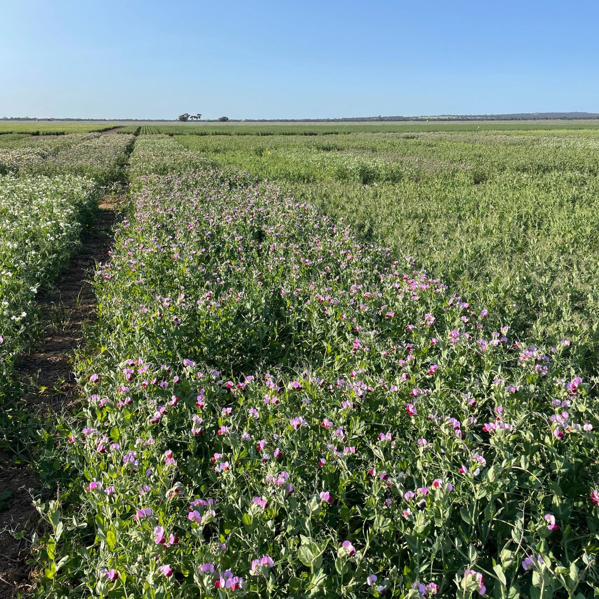 North Central Lentil and Field Pea Varieties By Time of Sowing ...