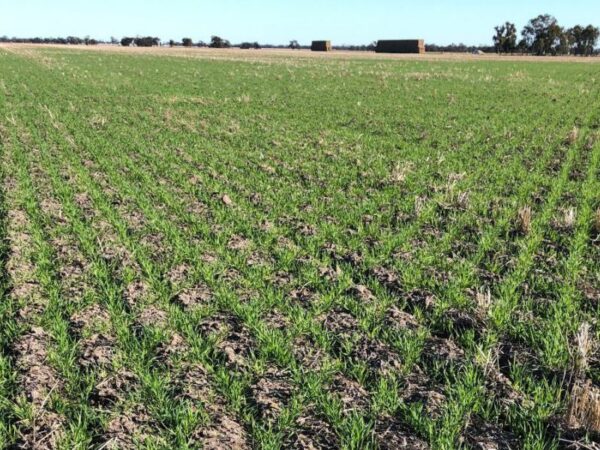 Oaten Hay for Export | Birchip Cropping Group