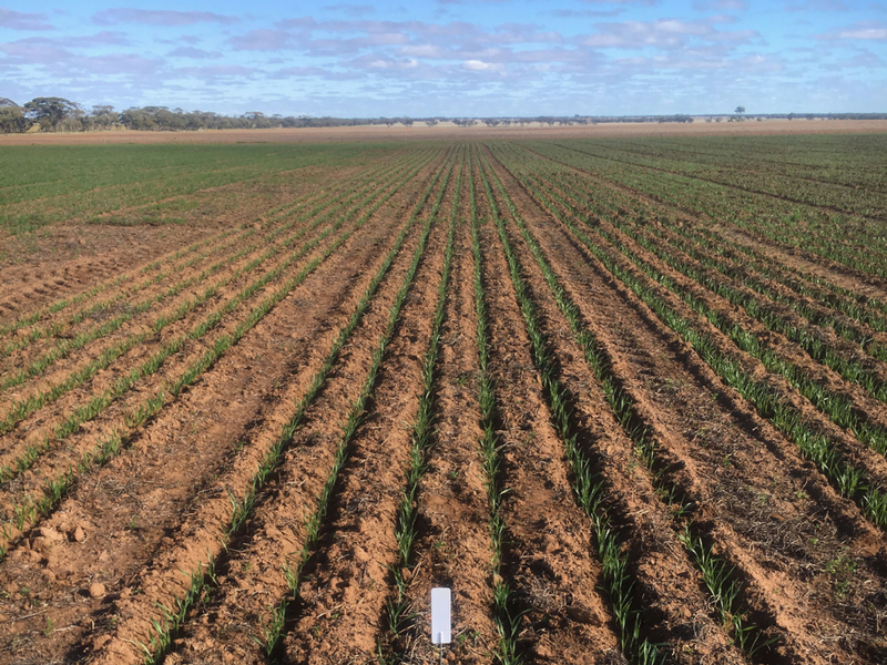 Trials Update, July | Birchip Cropping Group