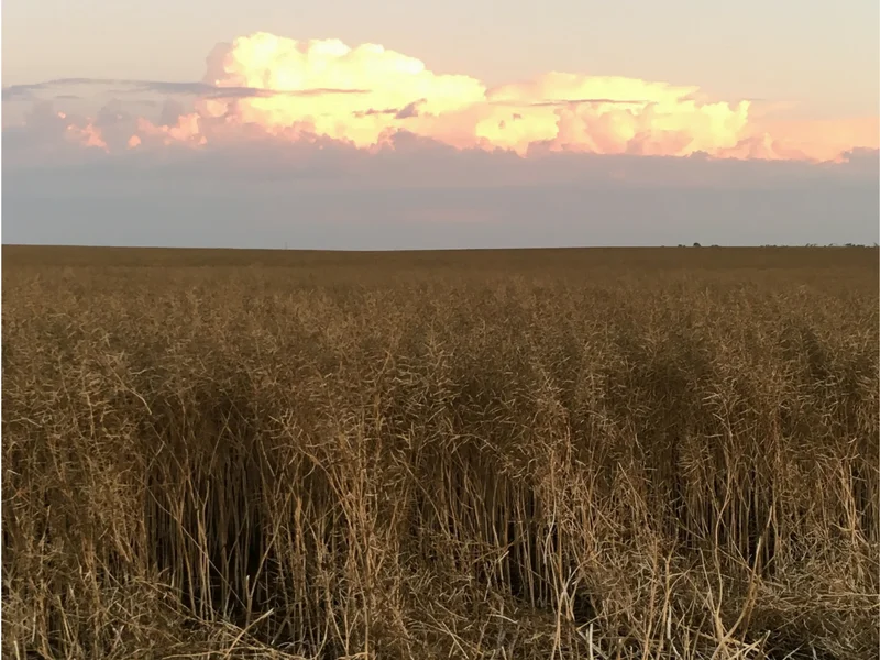 Harvesting canola - windrow versus direct head | Birchip Cropping Group