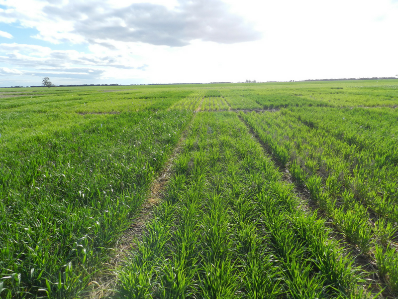 In-season application of nitrogen by mid-row banding | Birchip Cropping ...