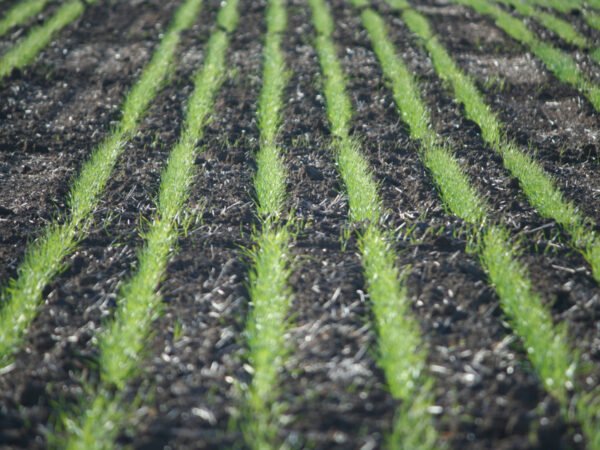 Understanding the risk and profit benefits of long fallows and winter ...