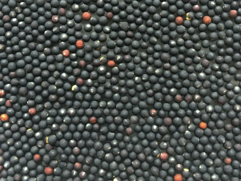 Managing volunteer canola | Birchip Cropping Group