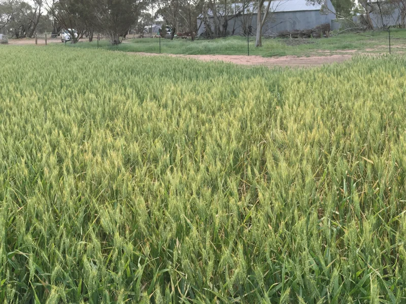 IPM: Biological Controls and Beneficial Insects | Birchip Cropping Group