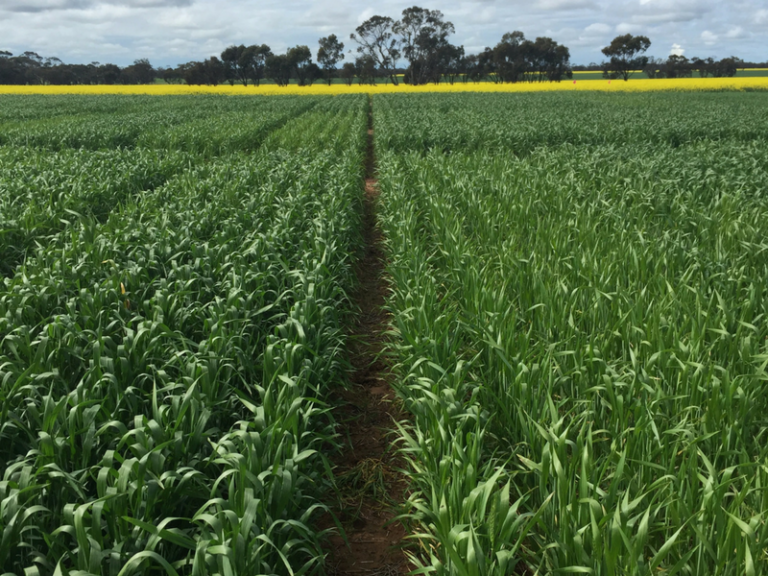 Birchip Cropping Group | Research for Broadacre Farmers