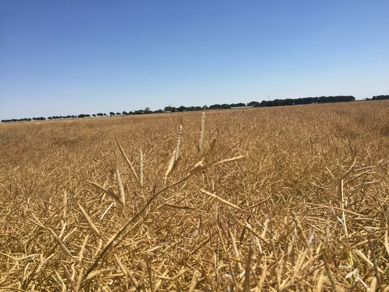 Managing volunteer canola | Birchip Cropping Group