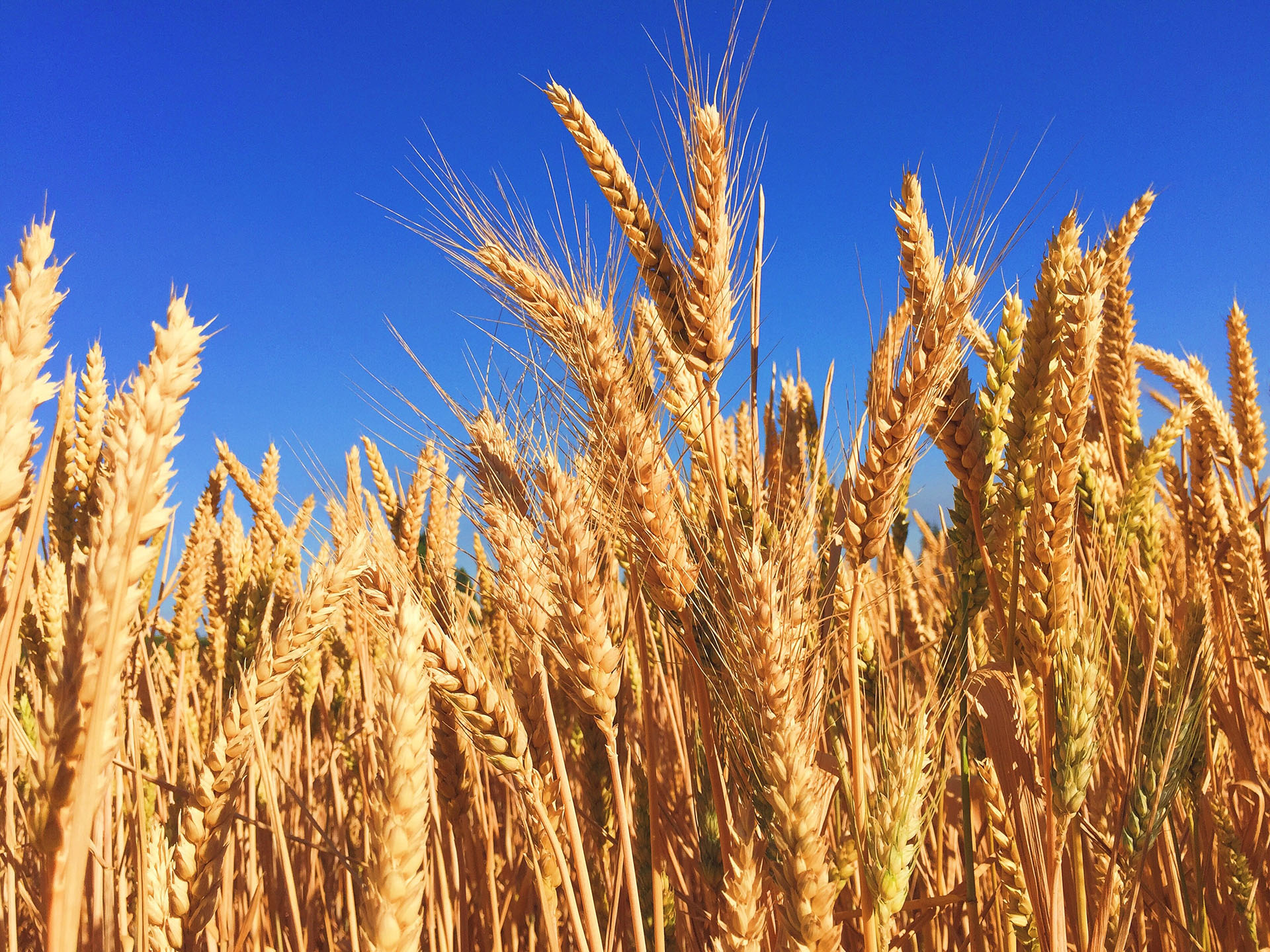 Wheat Variety Summary in the Mallee, Wimmera and North Central NVT ...